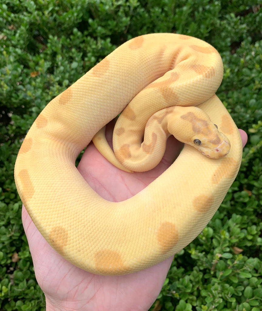 2022 Male Super Enchi Banana Clown – BallPythons9