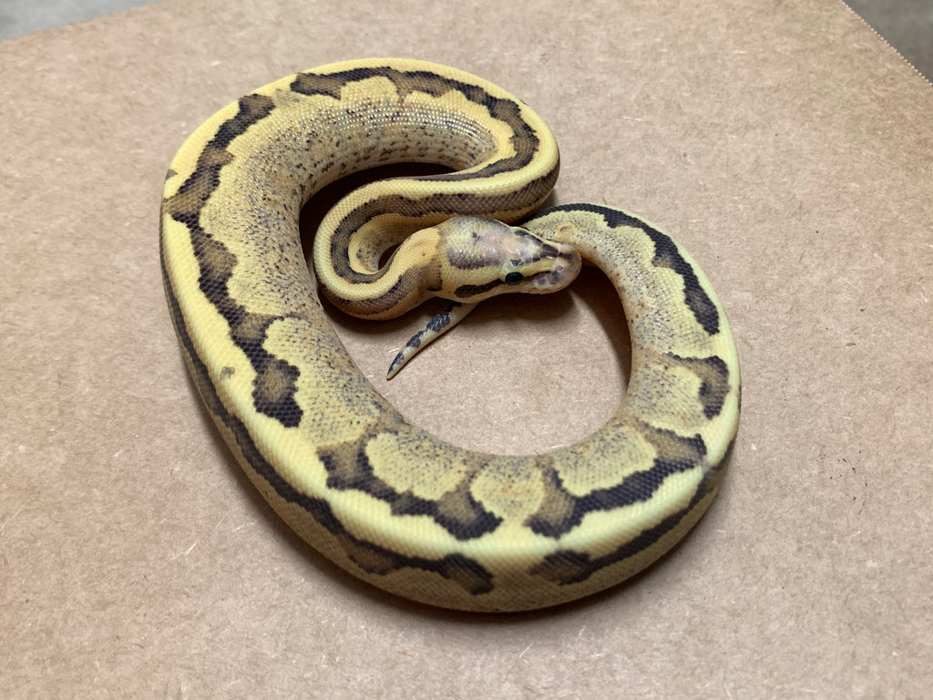 2022 Female Vanilla Cream – BallPythons9