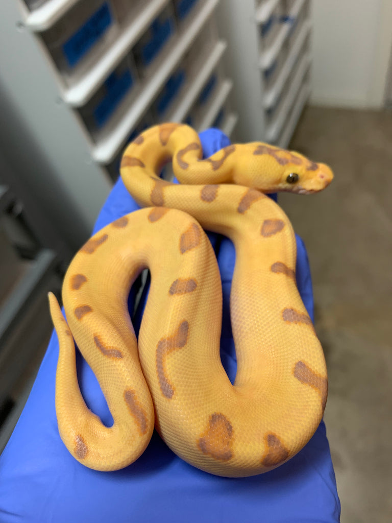 2022 Male Super Enchi Banana Clown – BallPythons9